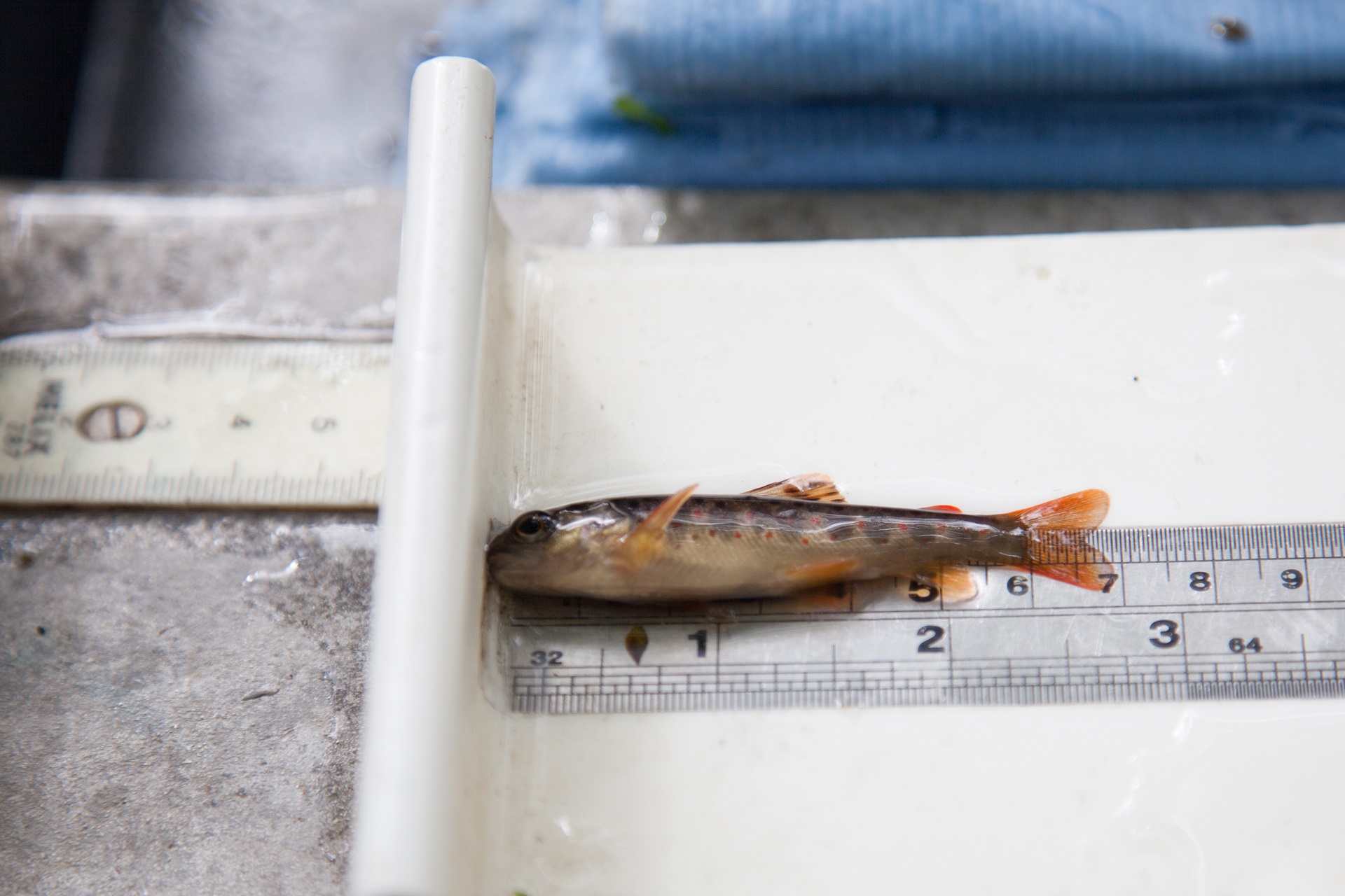 Home - Cefas (Centre for Environment, Fisheries and Aquaculture Science)